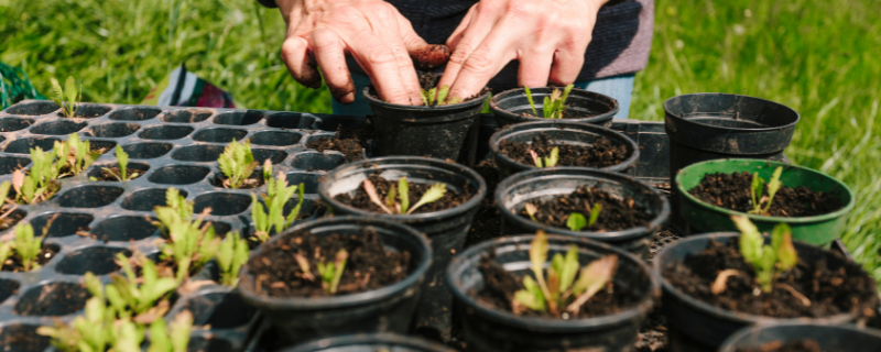 Devenir Maraîcher : métier, formations, salaire, reconversion