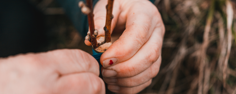 Devenir Arboriculteur : salaire, formation, reconversion