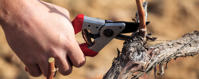 Formation BTSA Viticulture-œnologie pour reconversion