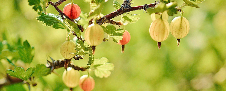 Devenir Arboriculteur : salaire, formation, débouchés