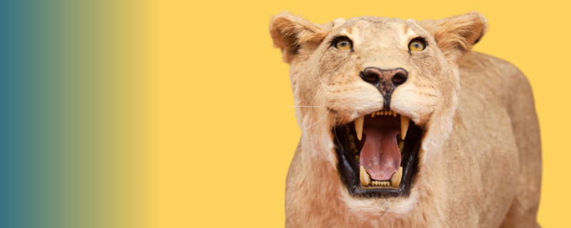 Devenir Taxidermiste | Reconversion professionnelle